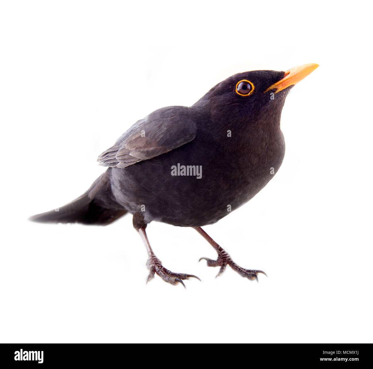 Blackbird (Turdus merula, male) is one of best world singer. Side view ...