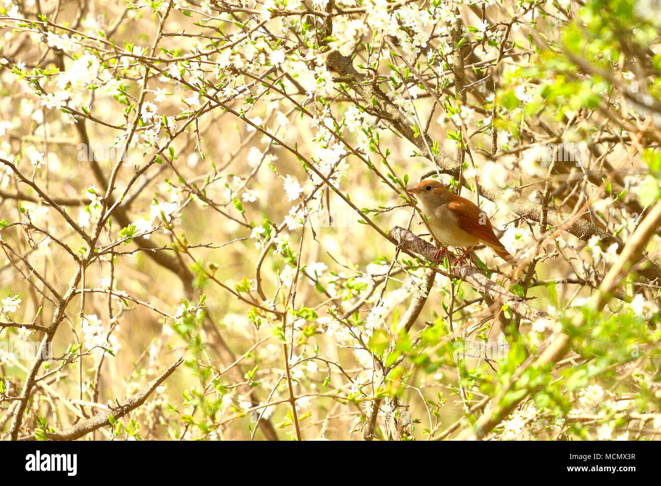 Nightingale bird on branch of blossom tree in spring Stock Photo - Alamy