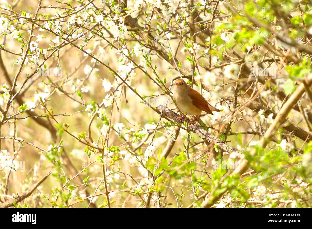 Nightingale bird on branch of blossom tree in spring Stock Photo - Alamy