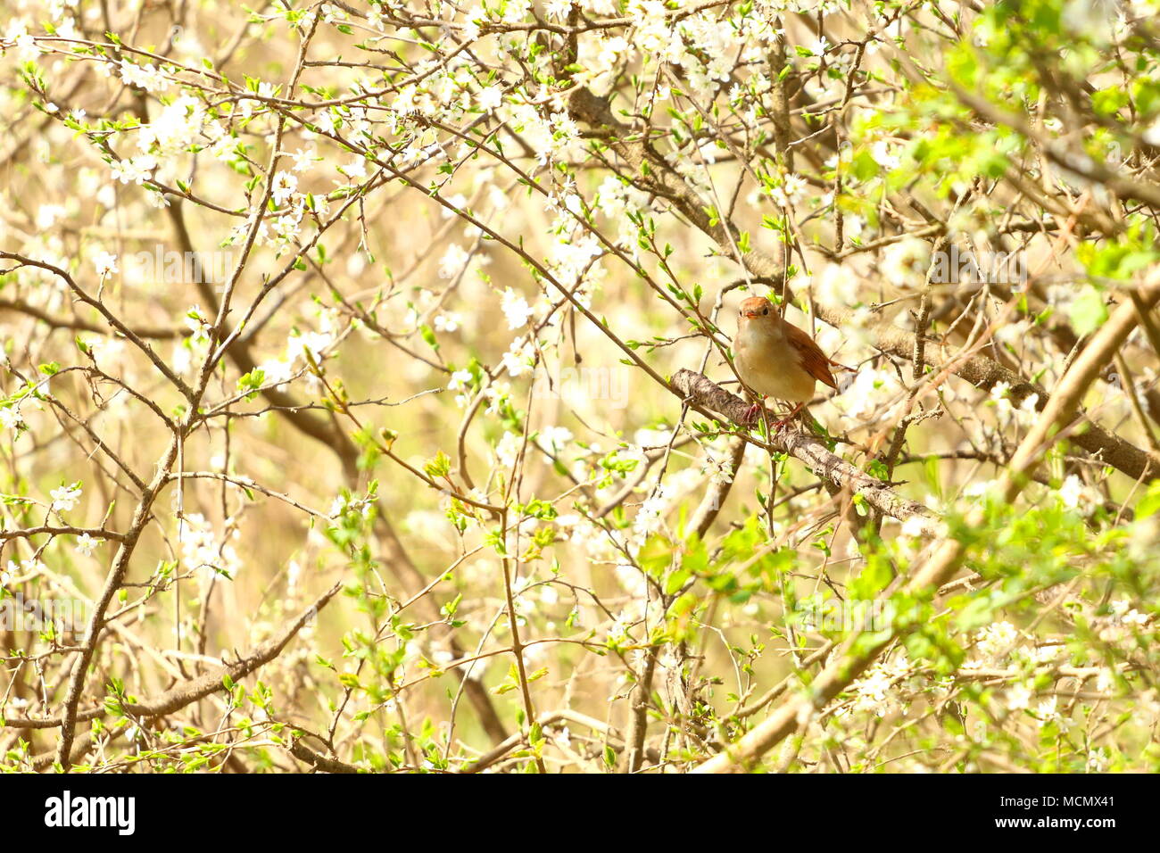 Nightingale bird on branch of blossom tree in spring Stock Photo - Alamy
