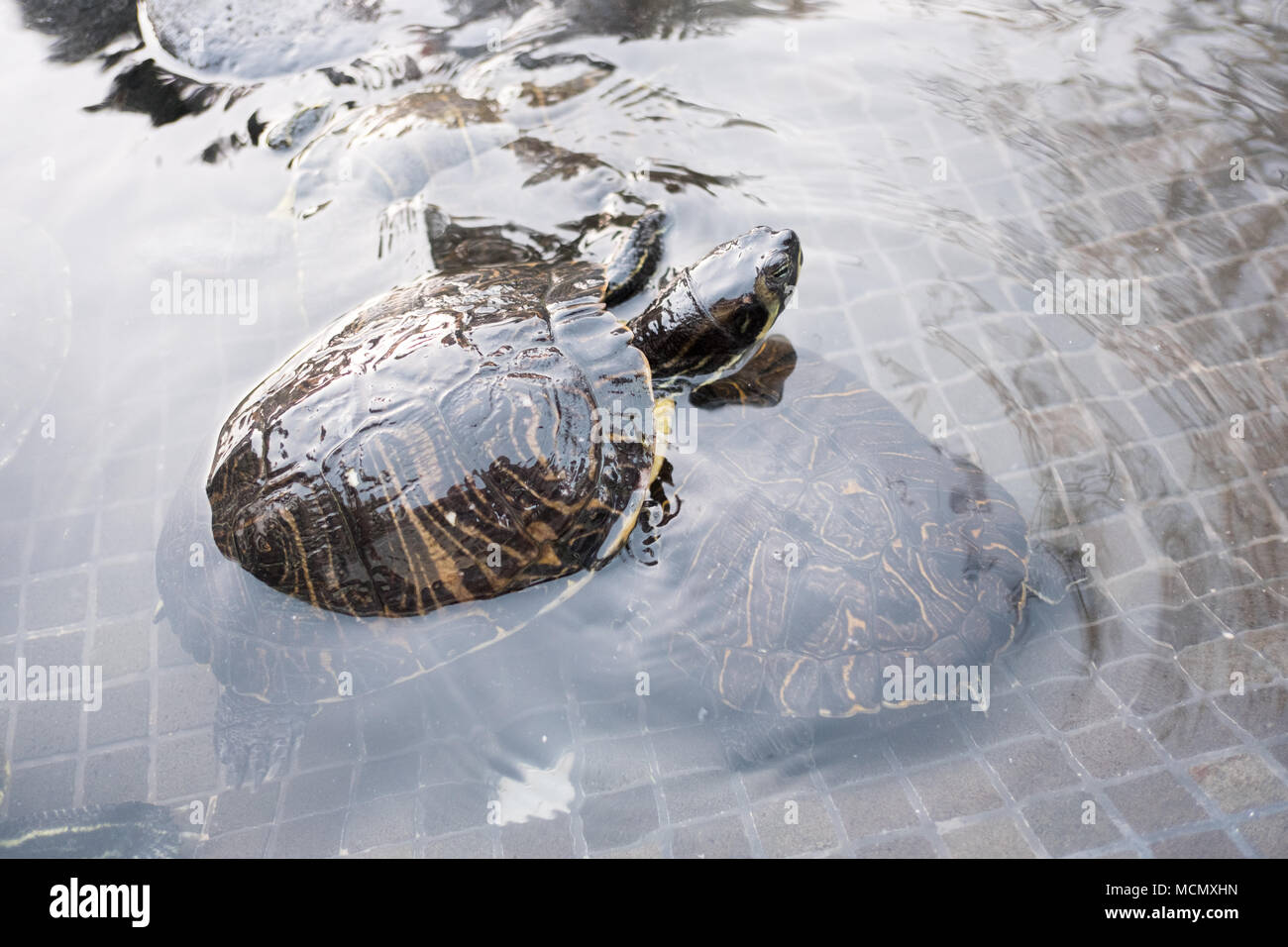 Turtles swim in a shallow pool in the grounds of a hotel in Santa Cruz ...