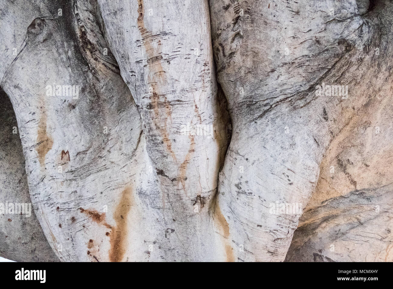 Smooth bark hi-res stock photography and images - Alamy