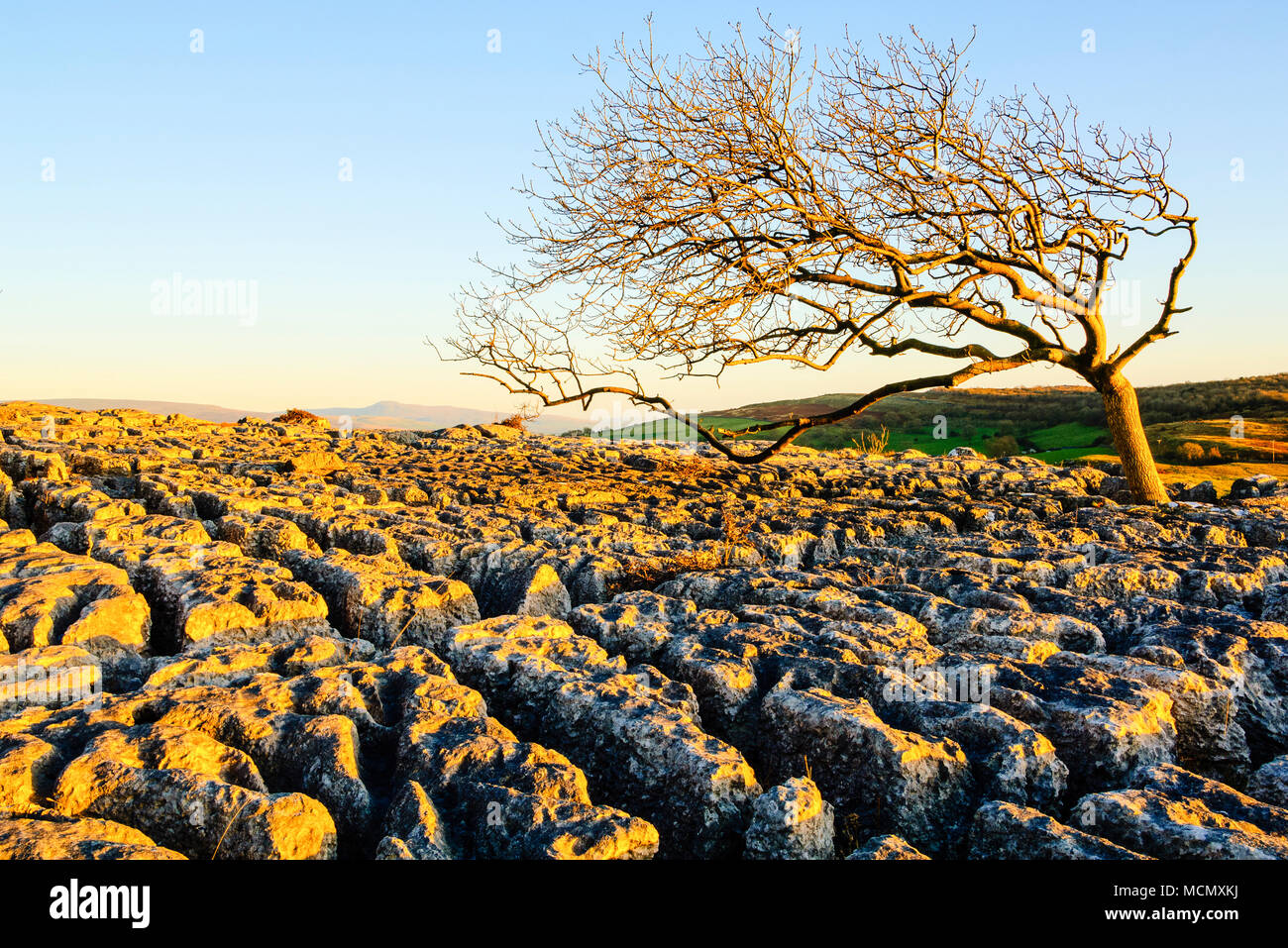 Ash tree growing from limestone pavement on Farleton Fell, Cumbria ...