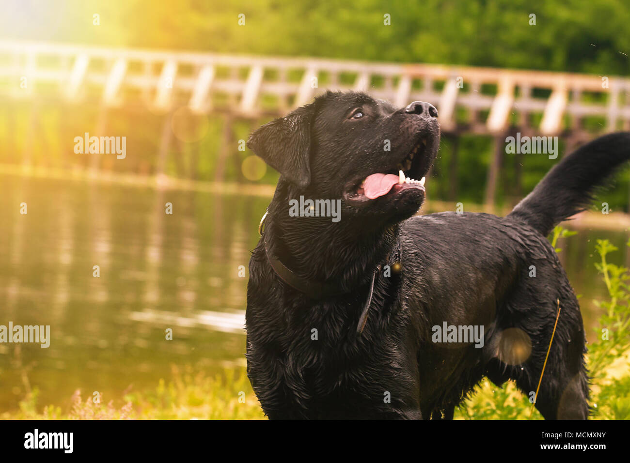 big black dog labrador Stock Photo - Alamy
