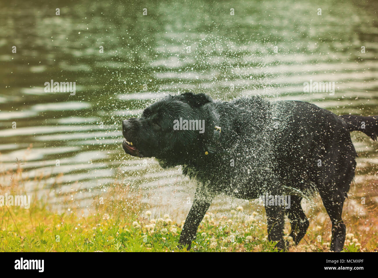 Black lab with duck hi-res stock photography and images - Alamy