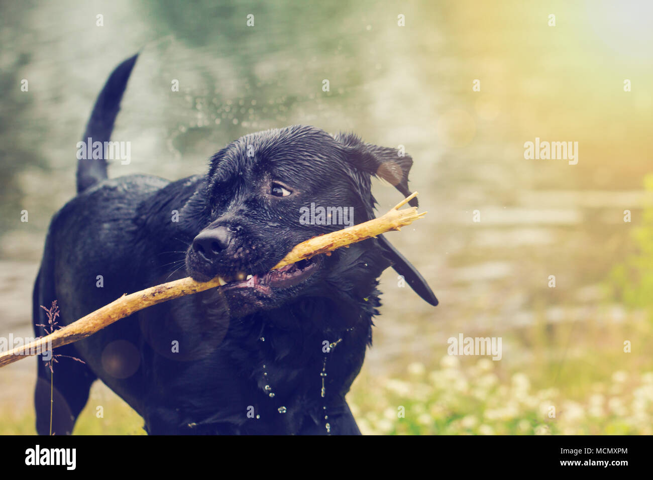 big black dog labrador Stock Photo - Alamy