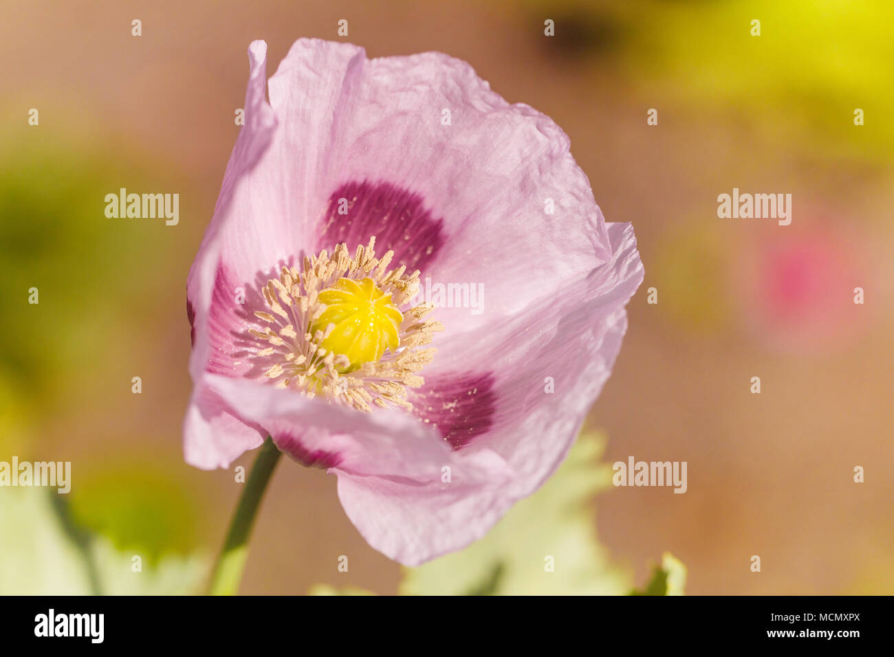Asian perennial poppy hi-res stock photography and images - Alamy