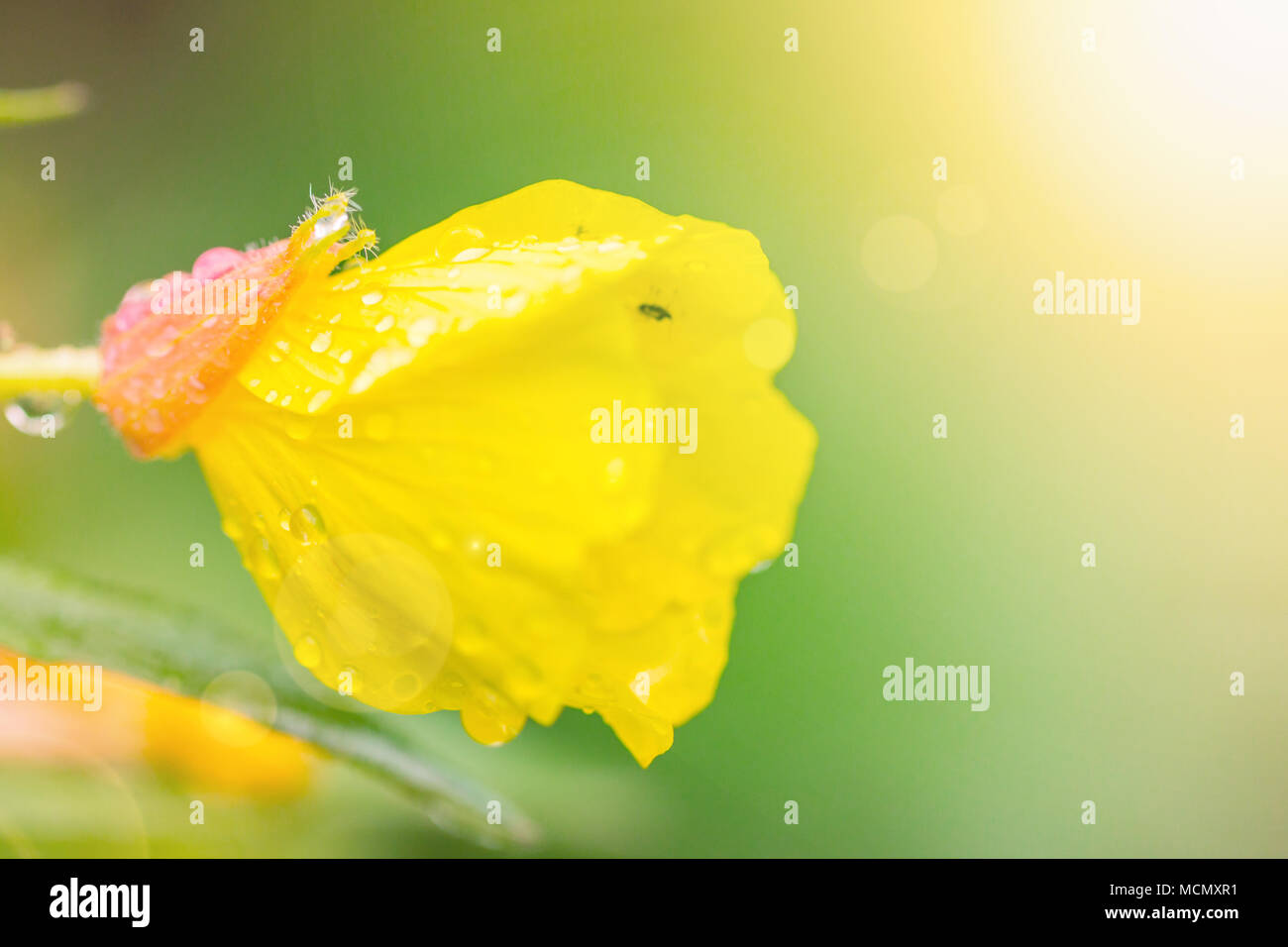 Beautiful Yellow flowers Stock Photo - Alamy