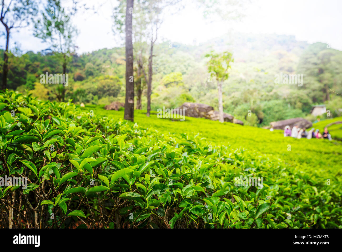 Green plantation of Ceylon tea Stock Photo - Alamy