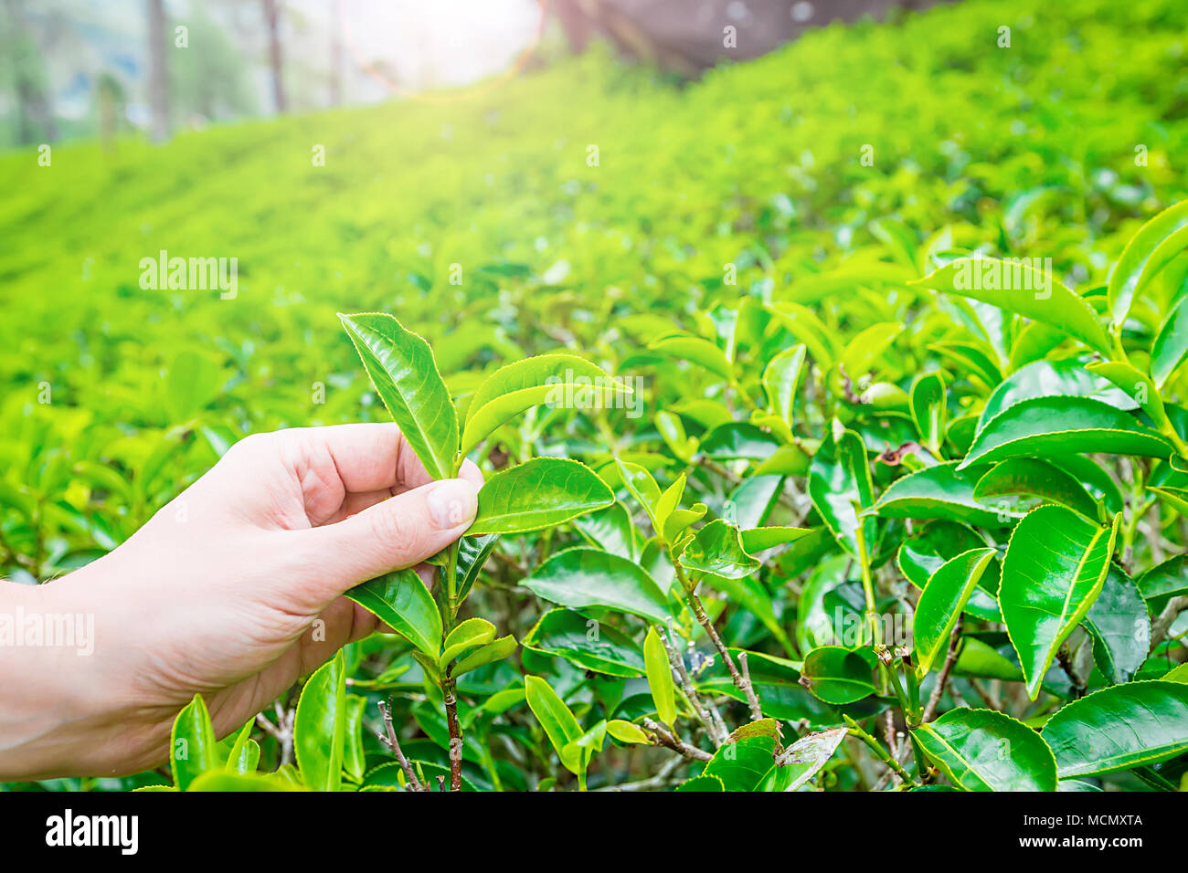 Hand picking up tea leaves Stock Photo - Alamy