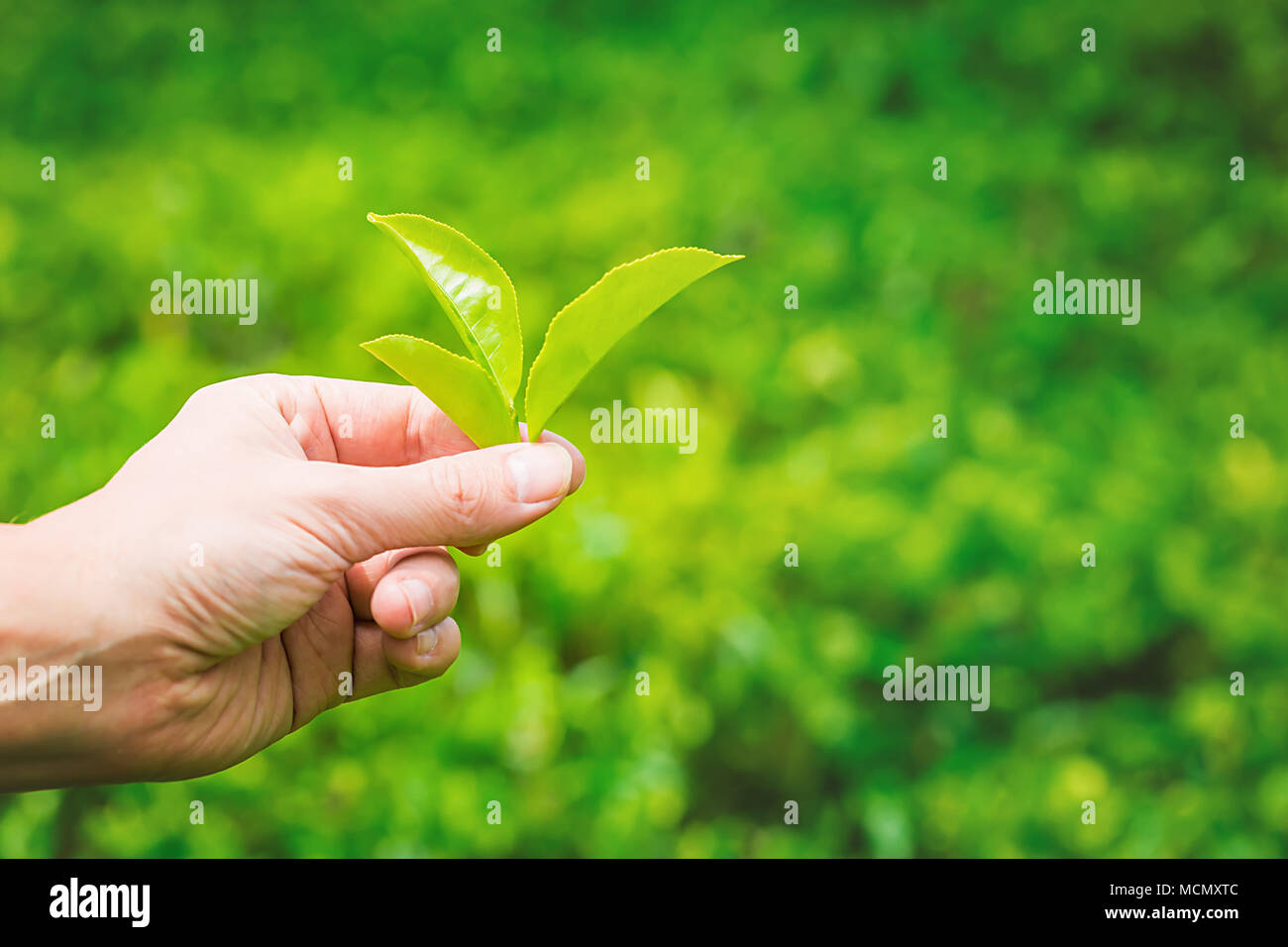 Hand picking up tea leaves Stock Photo - Alamy