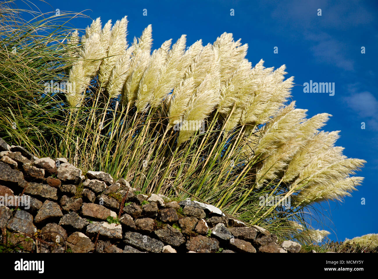 Effective gardening hi-res stock photography and images - Alamy