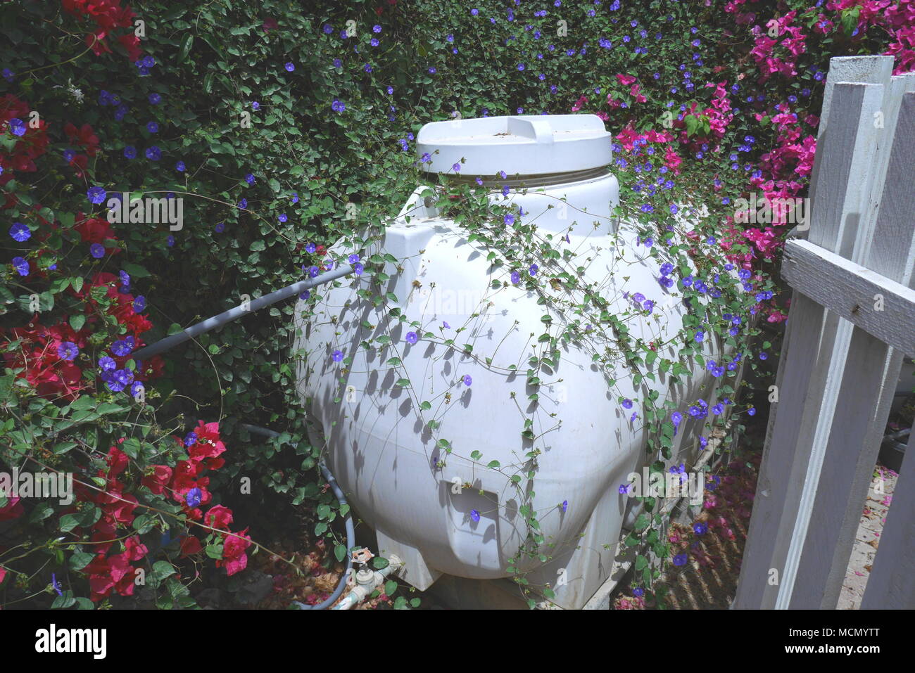 Water tank for domestic use overgrown with flowers, morning glory and ...
