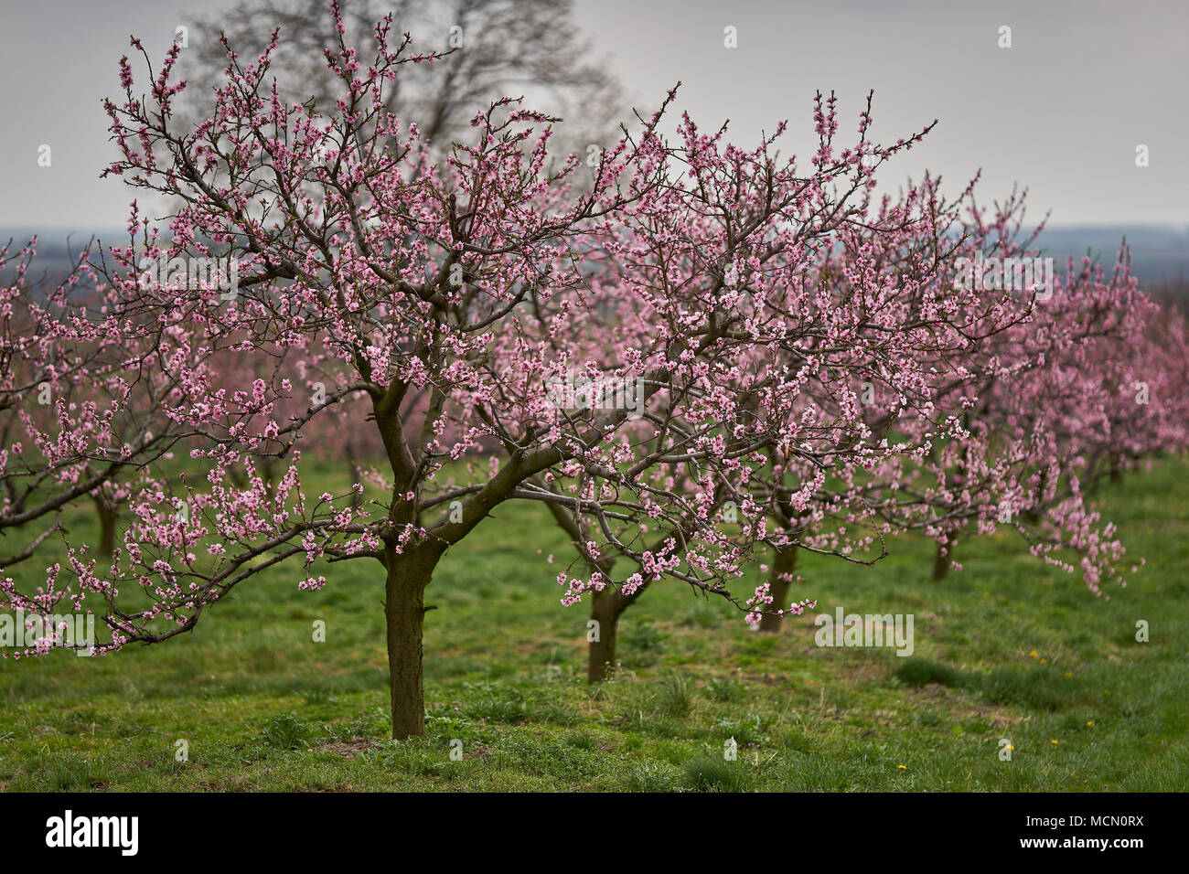 Peach Tree In Bloom