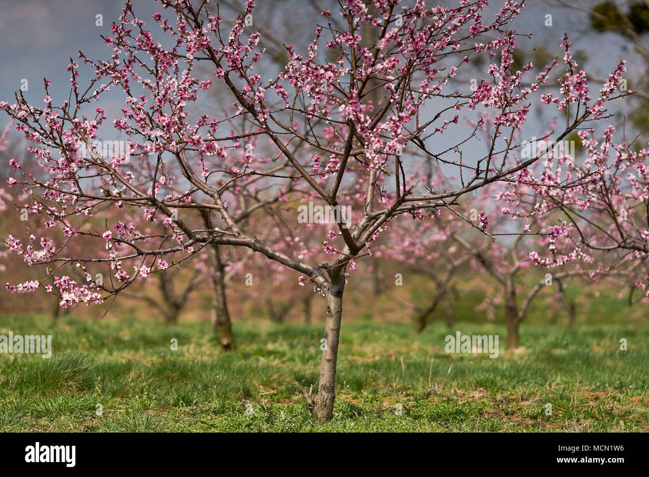 Peach trees in blossom hi-res stock photography and images - Alamy