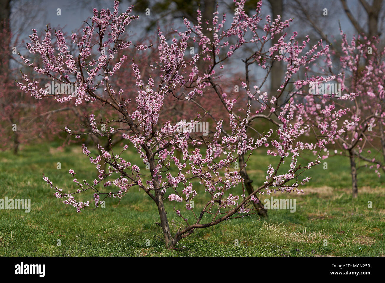 Peach tree in full bloom hi-res stock photography and images - Alamy