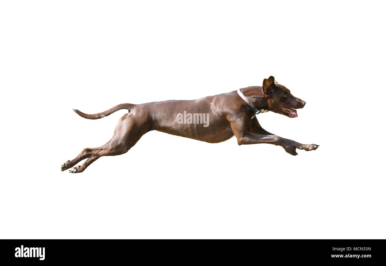 Dog running full speed on Cut Out Stock Images & Pictures - Alamy
