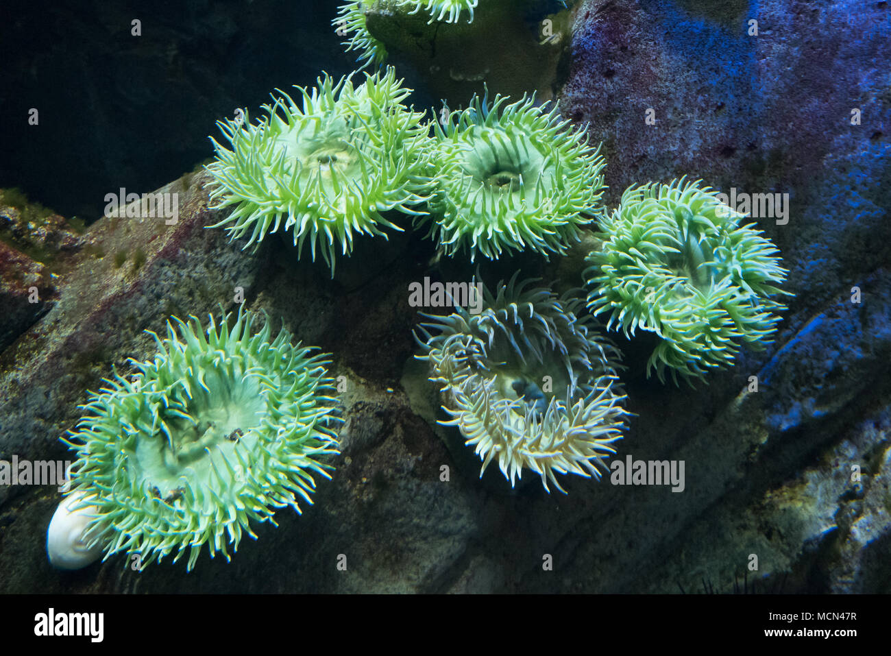 giant green anemone Stock Photo - Alamy