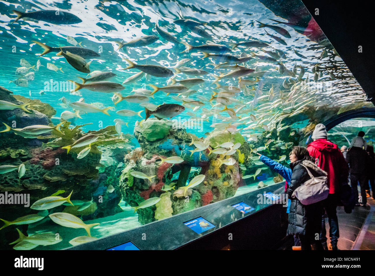 people inside aquarium fish bowl Stock Photo - Alamy