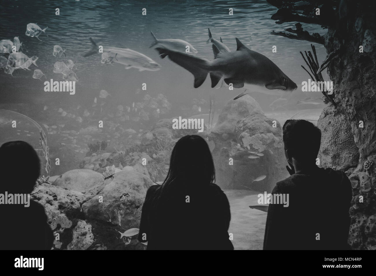 people looking at shark swimming inside a giant fish tank in black and ...