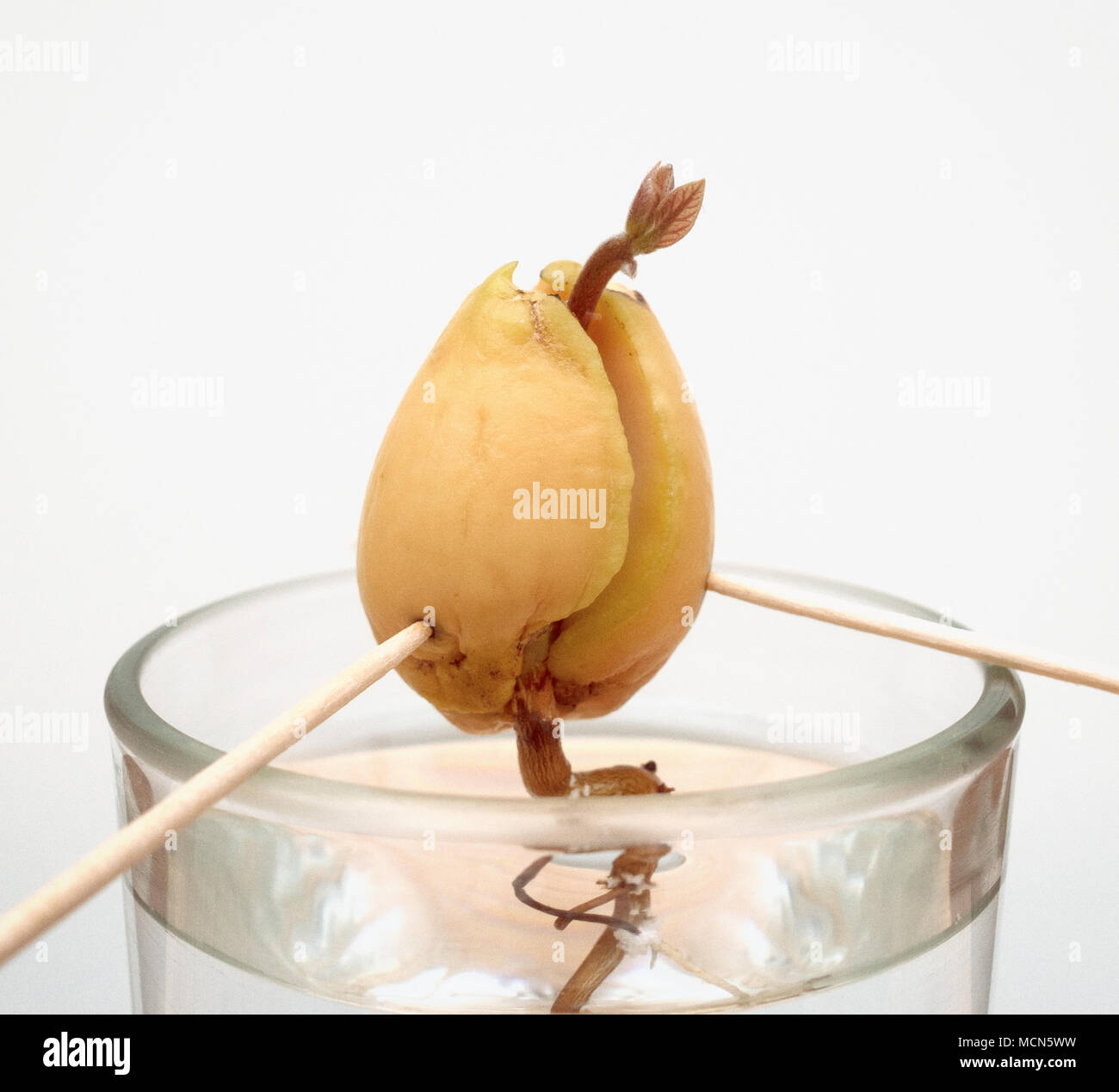 Avocado stone/seed growing in glass of water. Sustainable living ...