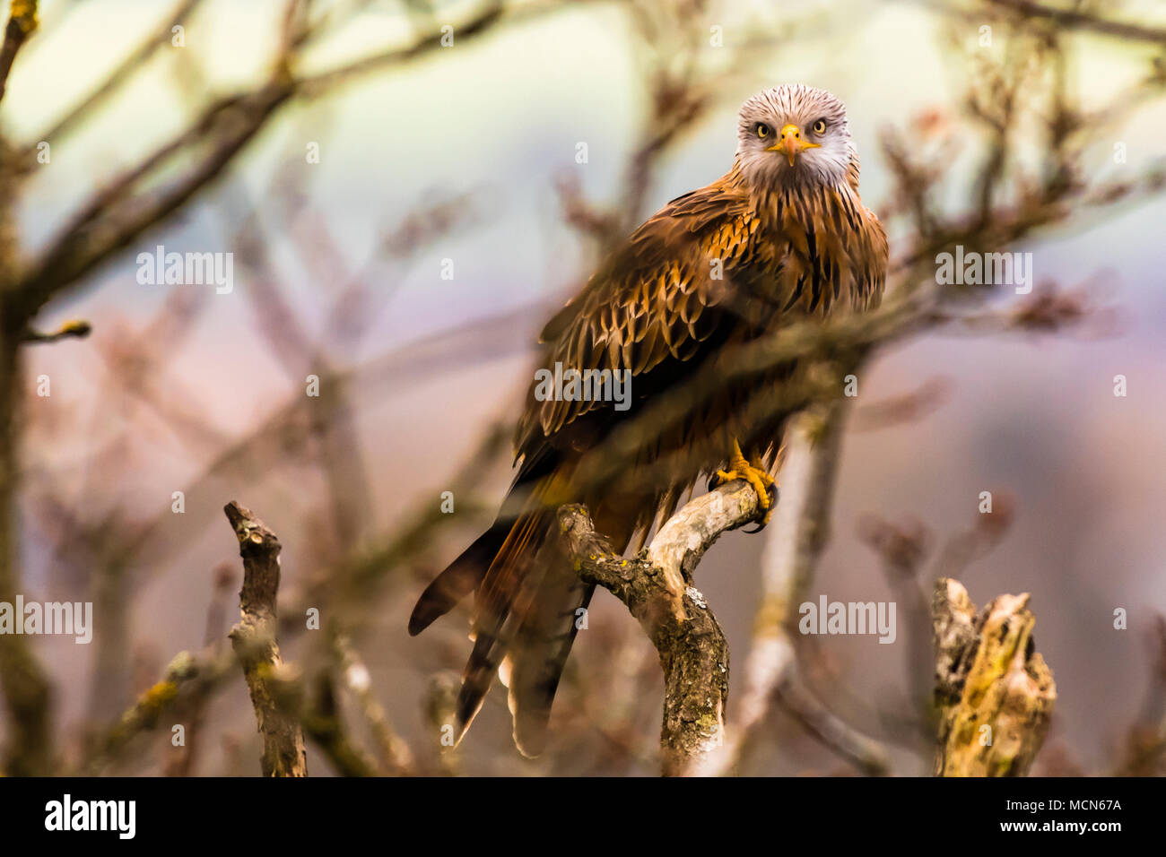 Fabulous Red Kite sitting in a tree near Cliveden, Buckinghamshire, UK ...