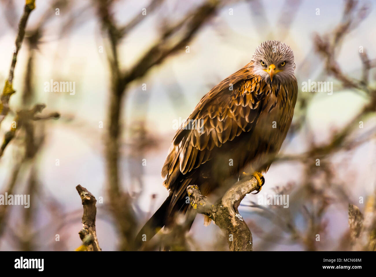Fabulous Red Kite sitting in a tree near Cliveden, Buckinghamshire, UK ...