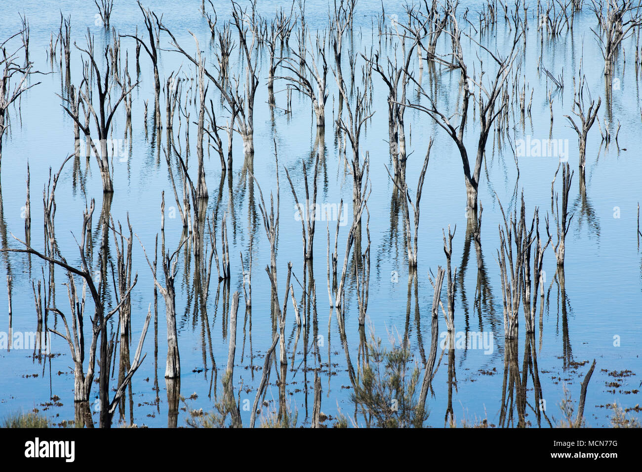 Dumbleyung Lake Western Australia, location of Donald Campbell's water ...
