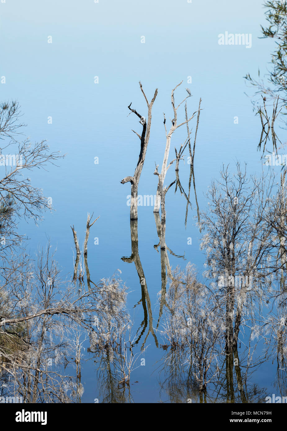 Dumbleyung Lake Western Australia, location of Donald Campbell's water ...