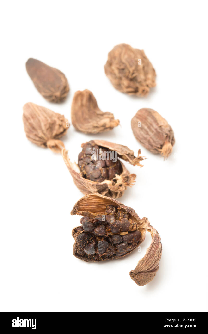 Black cardamon, Amomum subulatum, bought from a supermarket in the UK ...