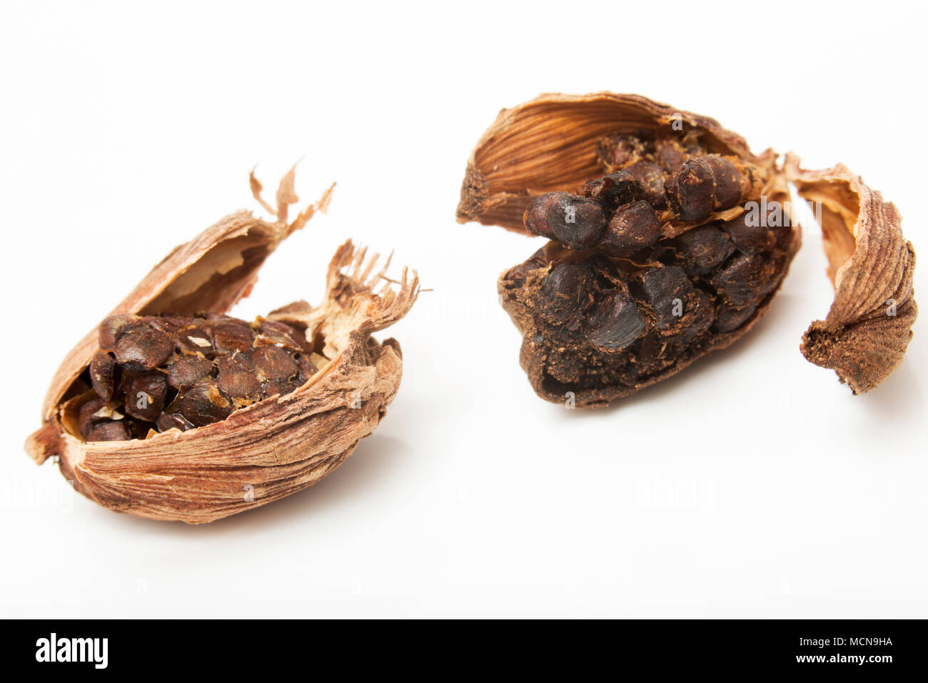 Black cardamon, Amomum subulatum, bought from a supermarket in the UK ...