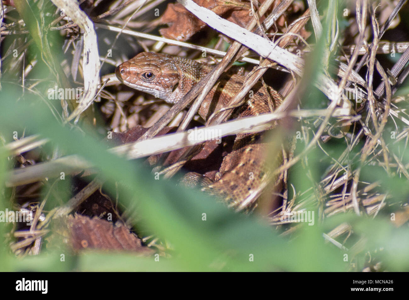 Ring lizard hi-res stock photography and images - Alamy