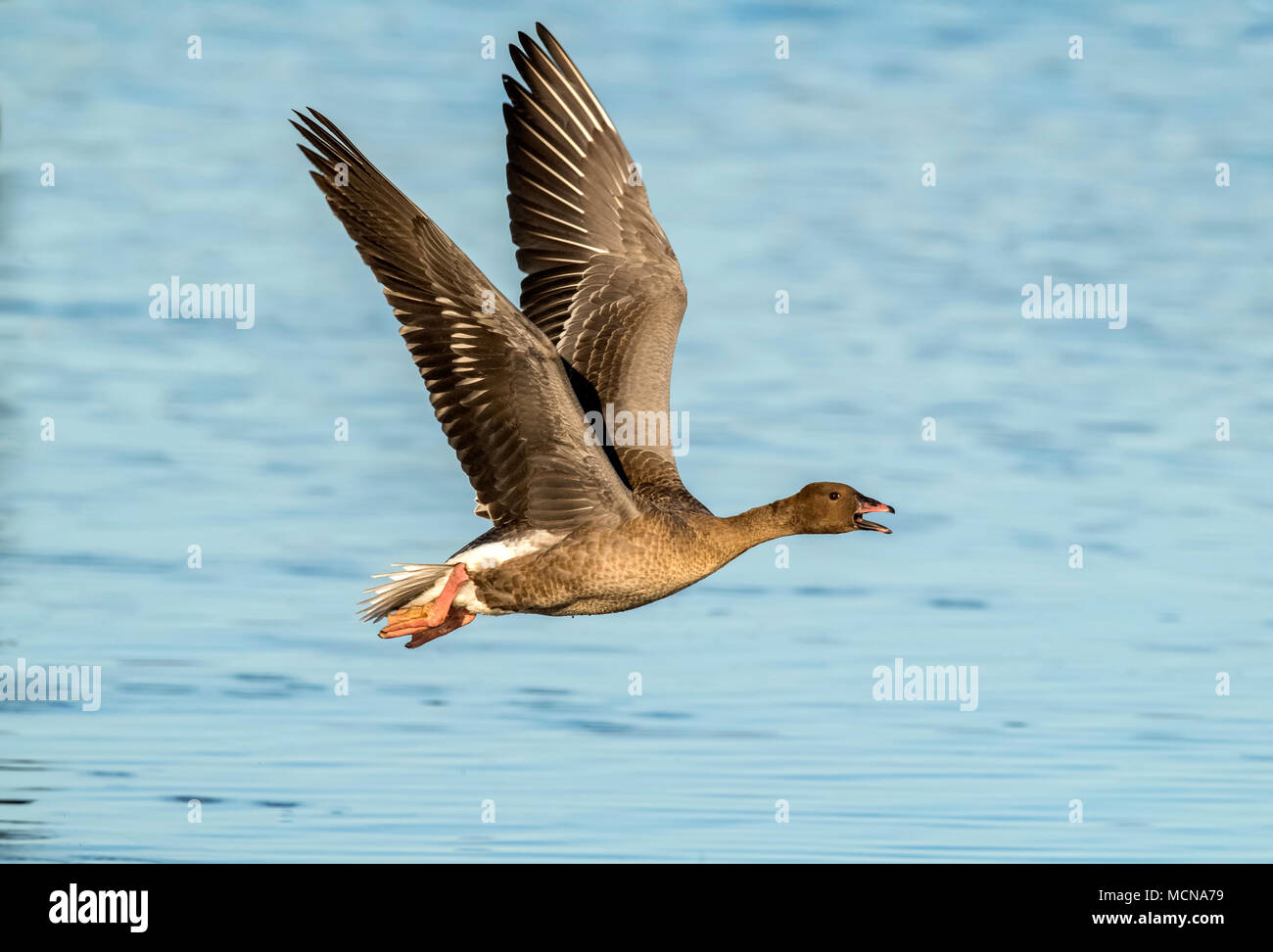Skein pink geese flying in hi-res stock photography and images - Alamy