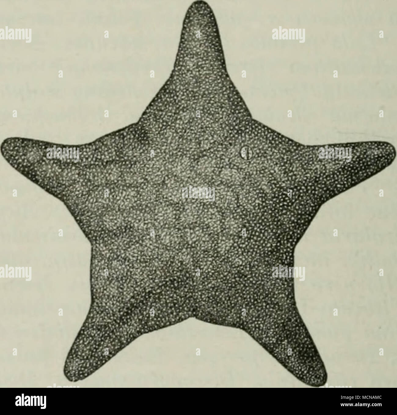 Solaster sp hi-res stock photography and images - Alamy