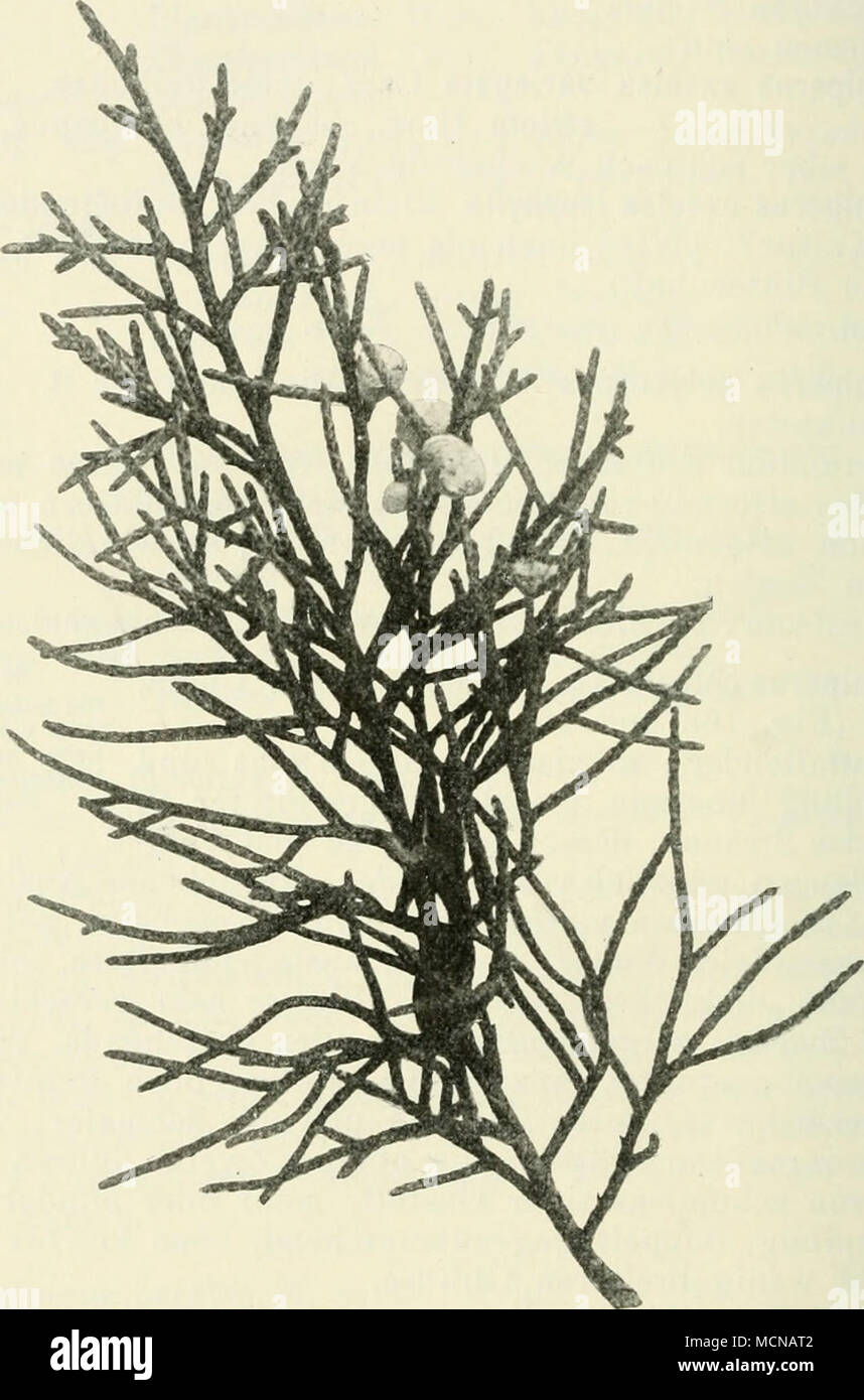 Juniperus chinensis pyramidalis hi-res stock photography and images - Alamy