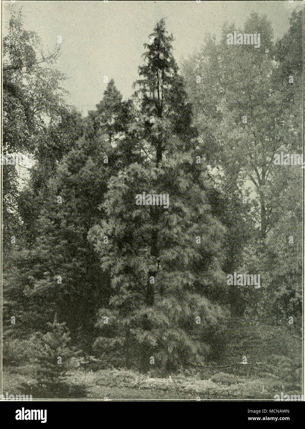 Distich hi-res stock photography and images - Alamy