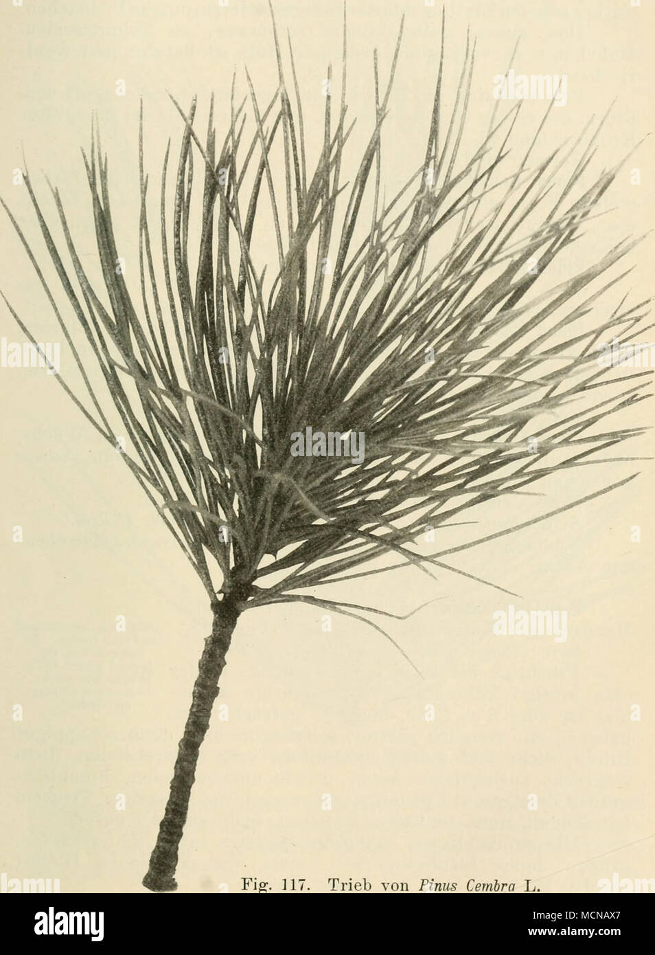 . Fig. 117. Trieb von Pinus Cembra L Stock Photo - Alamy