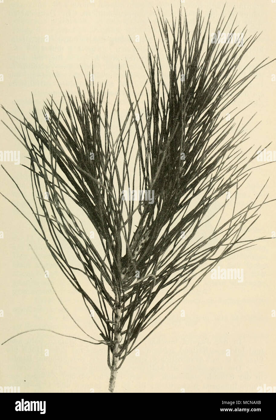 . Fig. 112. Pinus Pinea L Stock Photo - Alamy