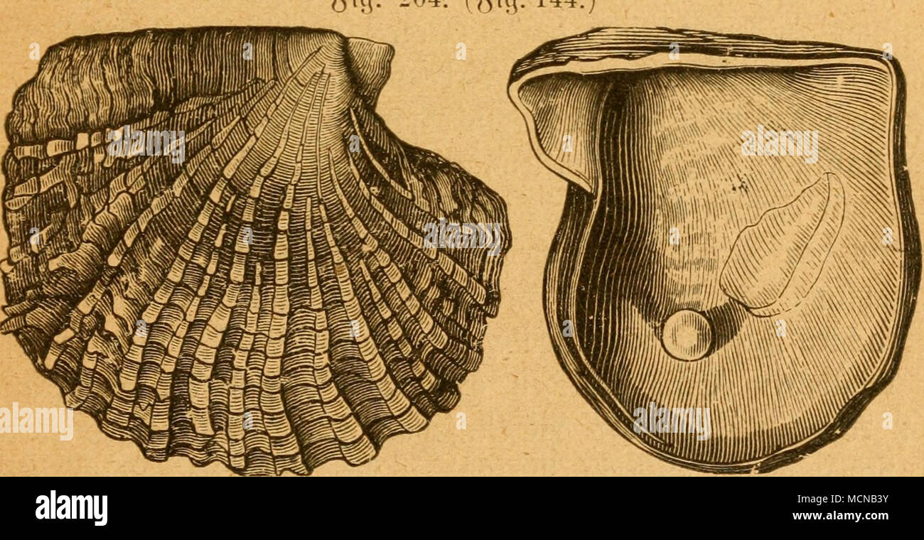 Avicula meleagrina hi-res stock photography and images - Alamy