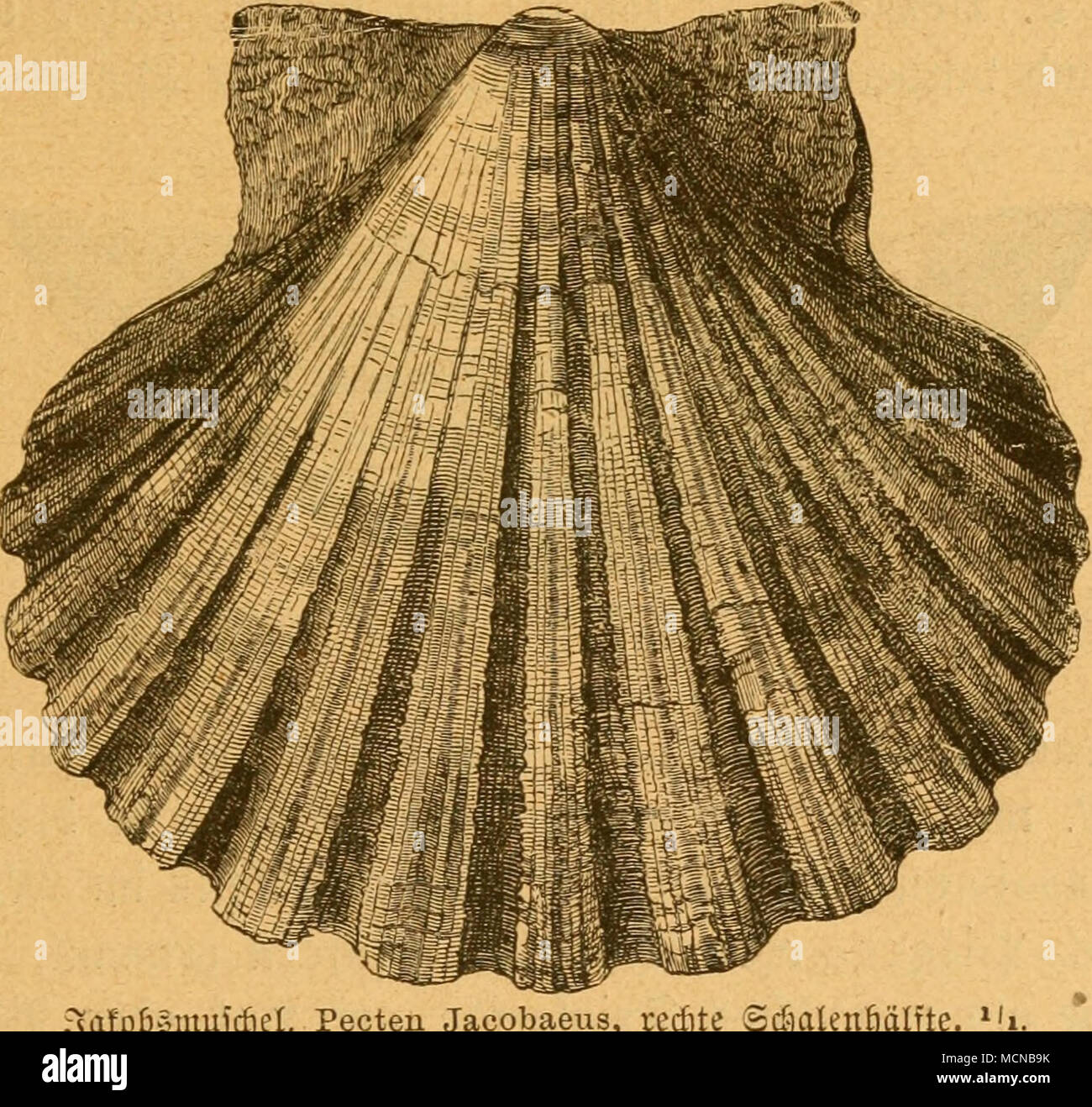 El pecten hi-res stock photography and images - Alamy