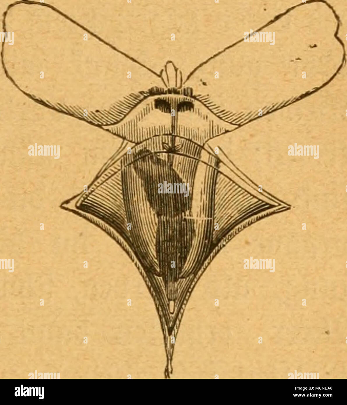 . Cleodora lanceolata, */i i^ig. 137 Stock Photo - Alamy