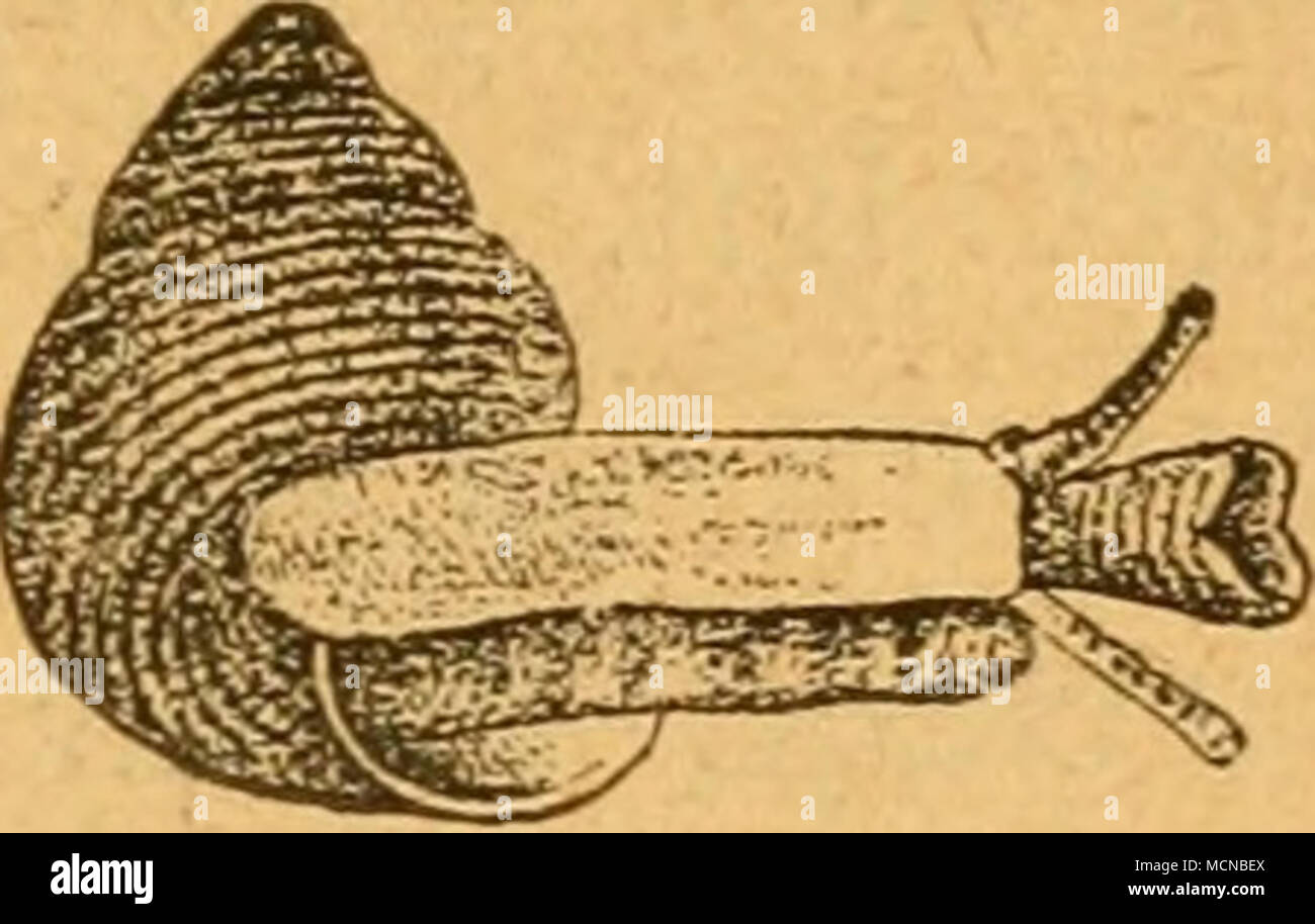 Litorina hi-res stock photography and images - Alamy