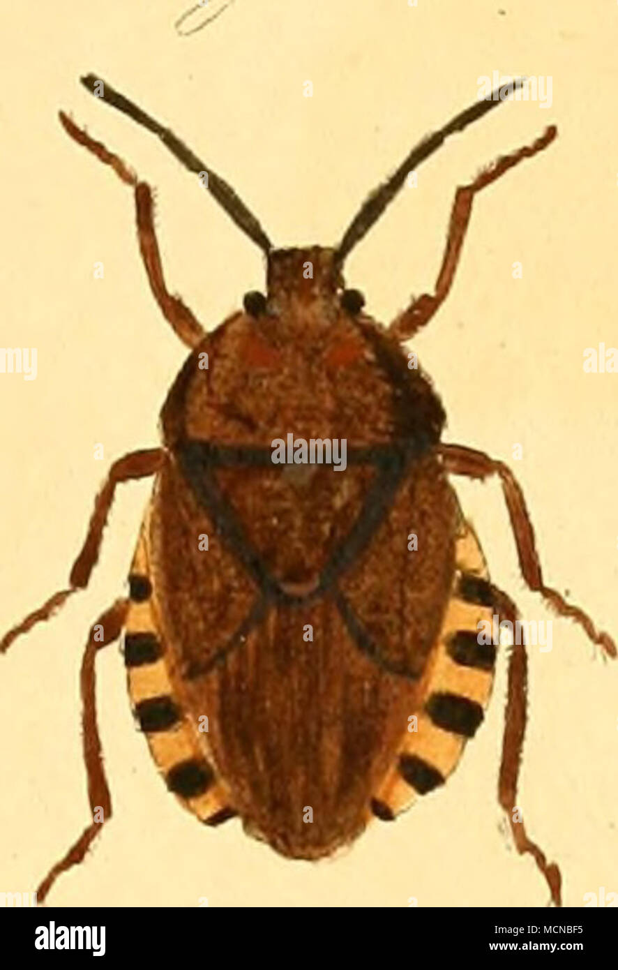 Morphology of aphids hi-res stock photography and images - Alamy