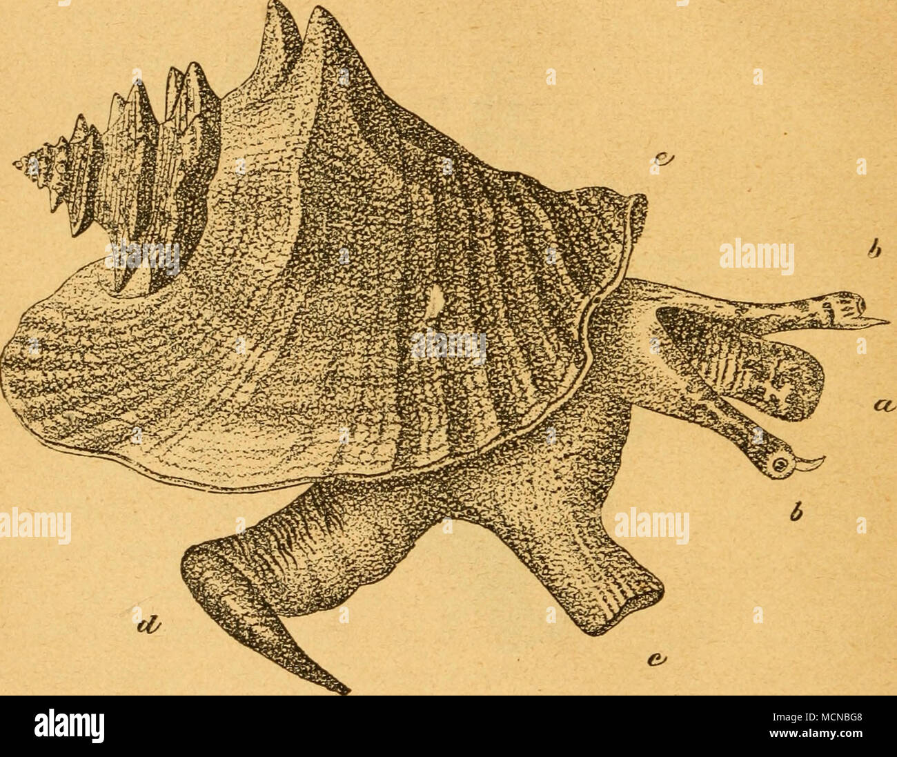 Ben guse hi-res stock photography and images - Alamy