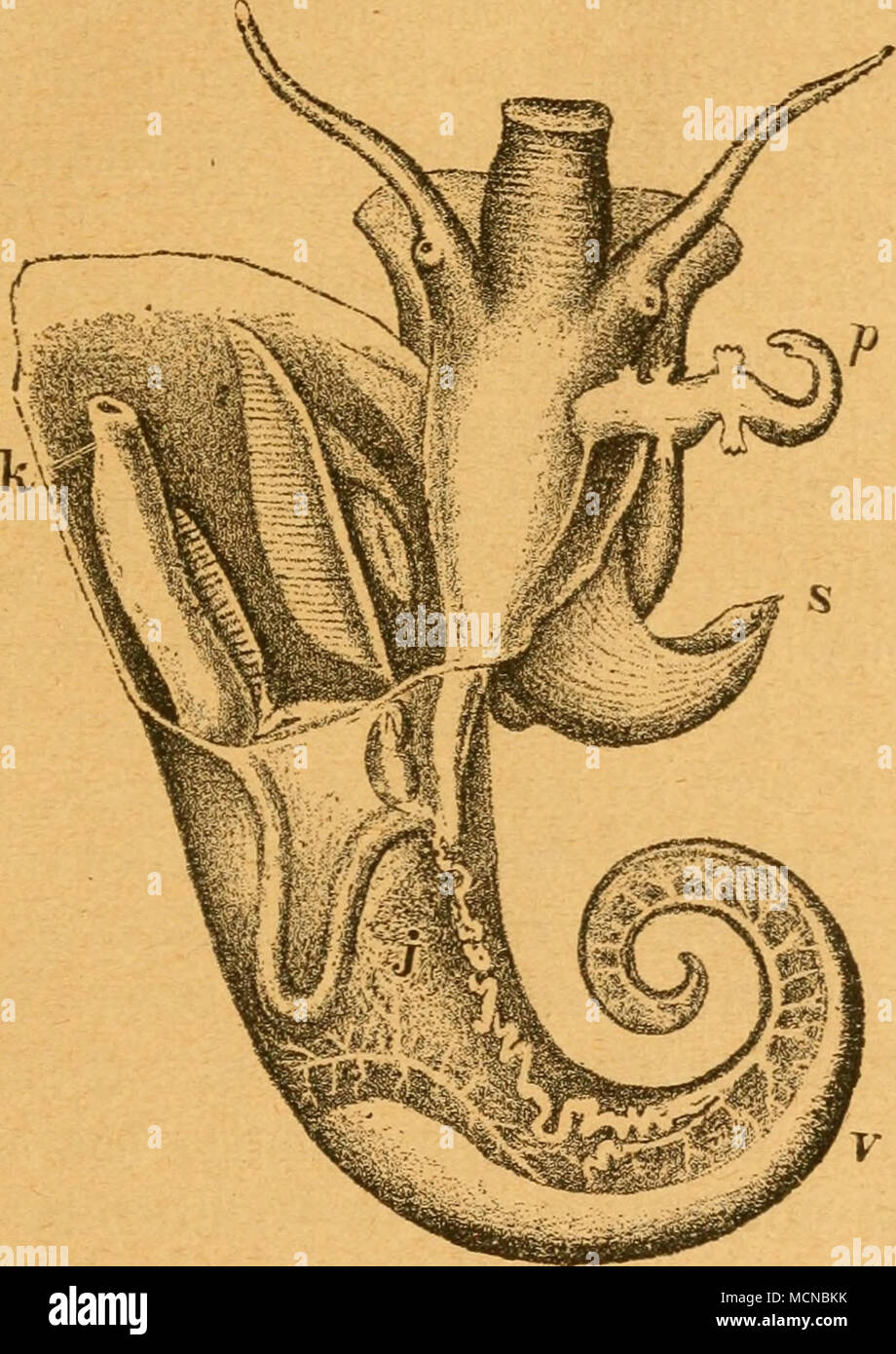 Columelle High Resolution Stock Photography and Images - Alamy