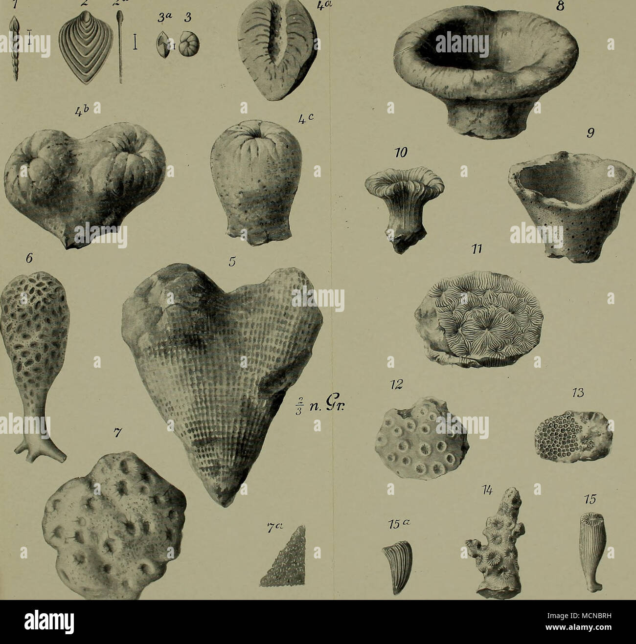 Gustav Fischer High Resolution Stock Photography and Images - Alamy