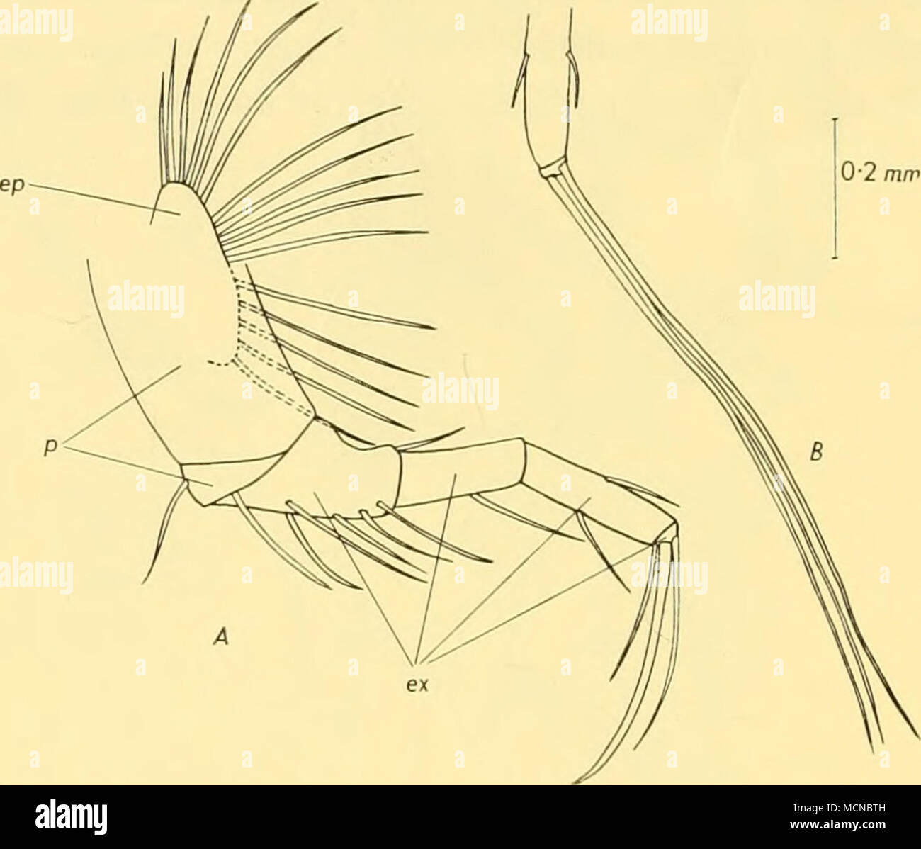 . Fig. 12. C. borealis antipoda. A, female right first trunk limb from ...