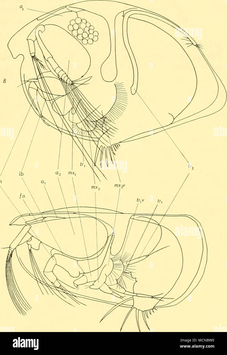 . Fig. 14. Diagrams comparing A, C. borealis antipoda, and B, Cypridina ...