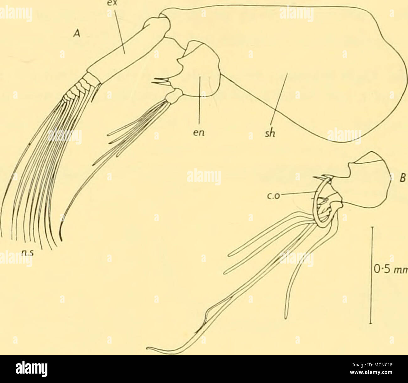 . Fig. 3. C. borealis antipoda. Right antenna from inside. A, female; B ...