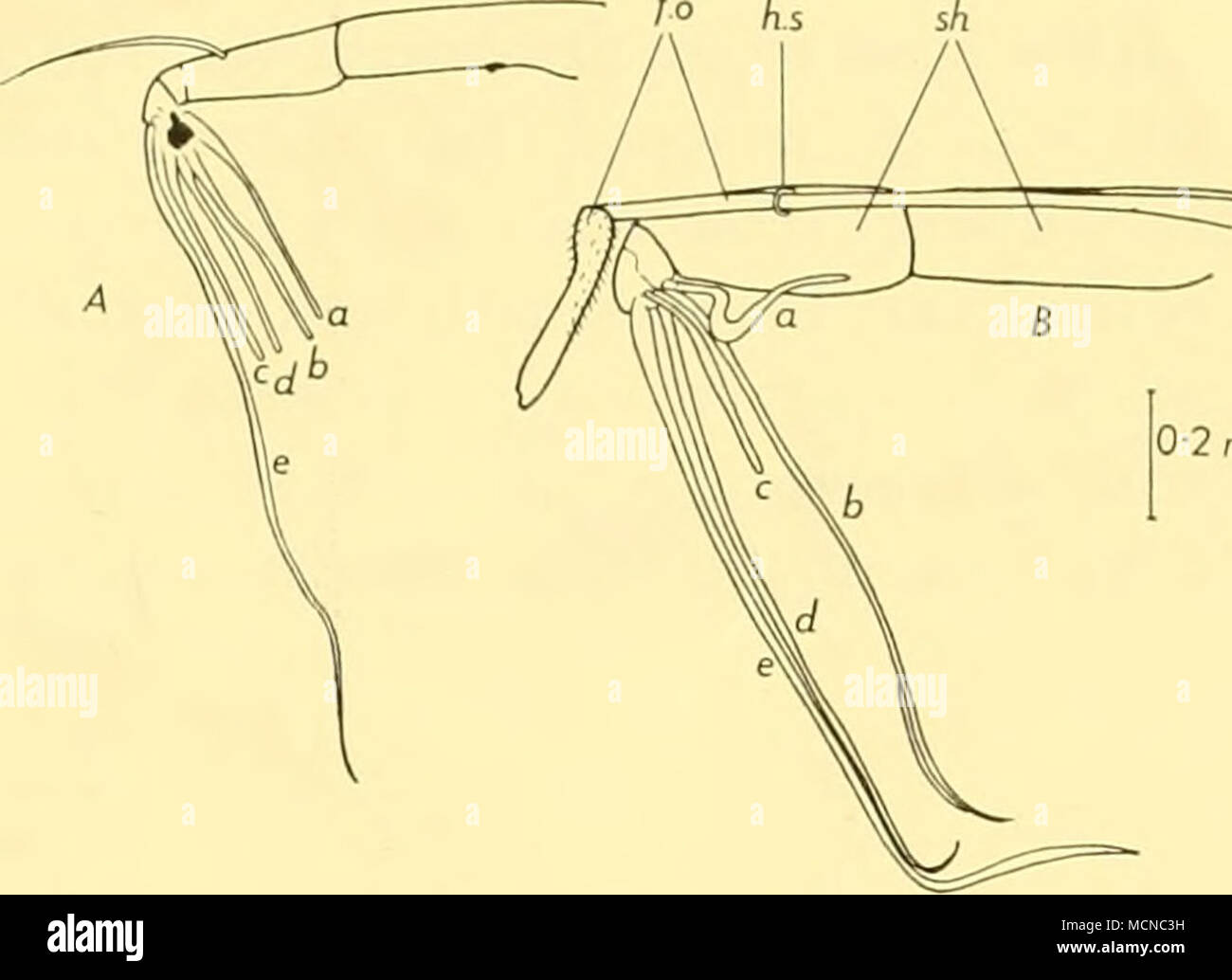 . Fig. 1. Conchoecia borealis antipoda. Right antennule from inside. A ...